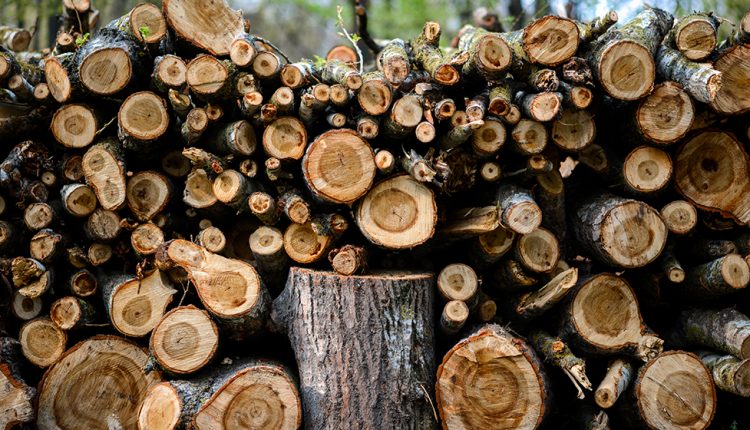 Wood Experts and Expert Witness Advice