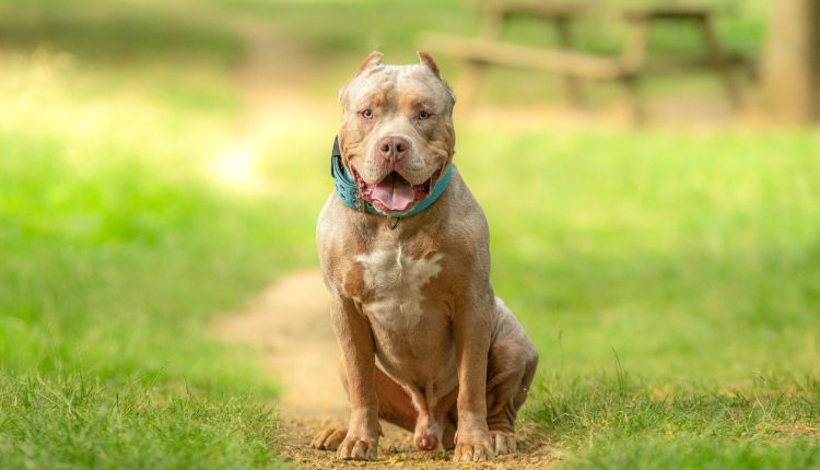 The legislation of the Dangerous Dogs Act and the breeds